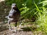 Jackdaw | Birdfact