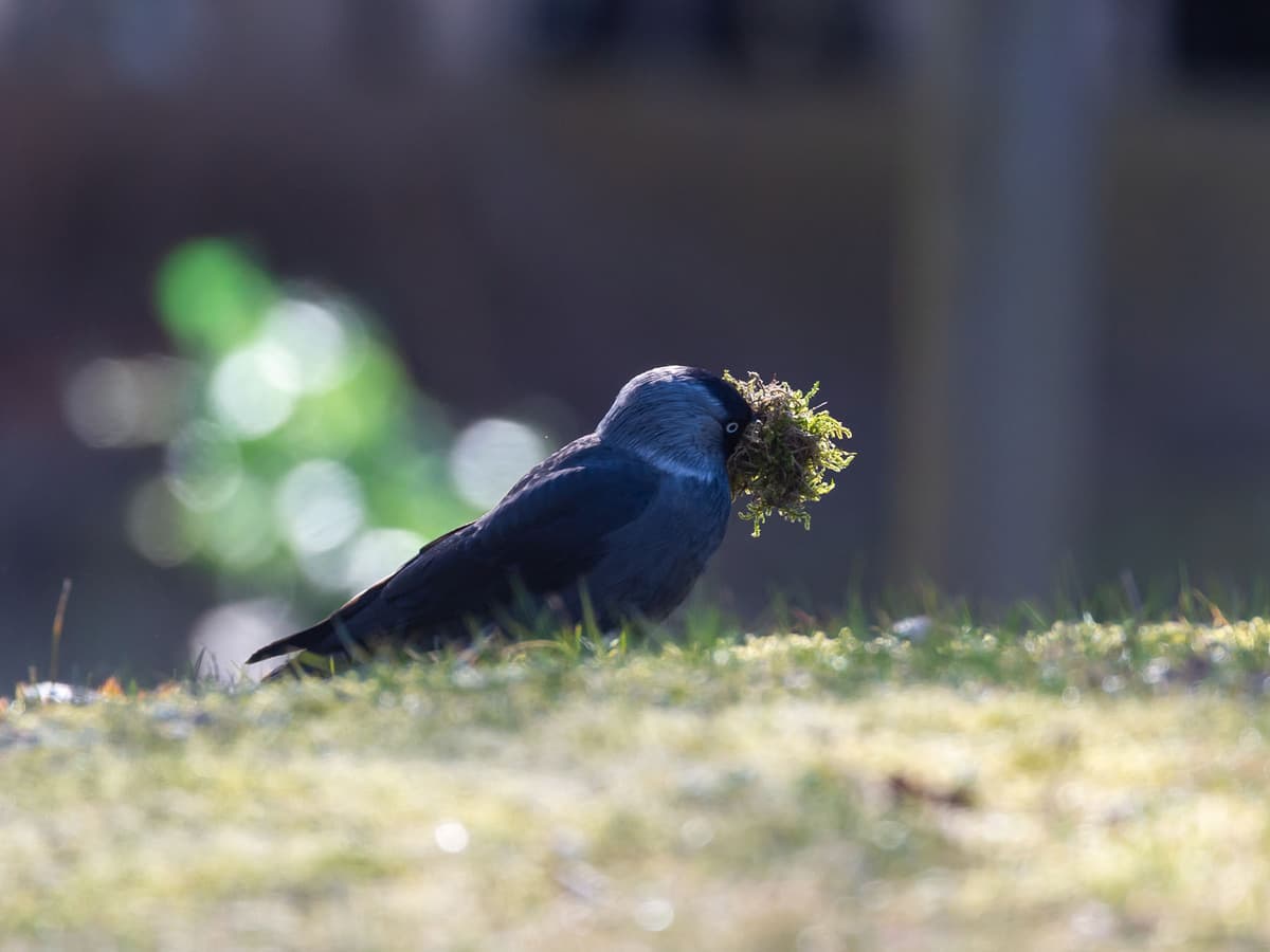 Jackdaw Nesting (Behaviour, Eggs + Location) | Birdfact