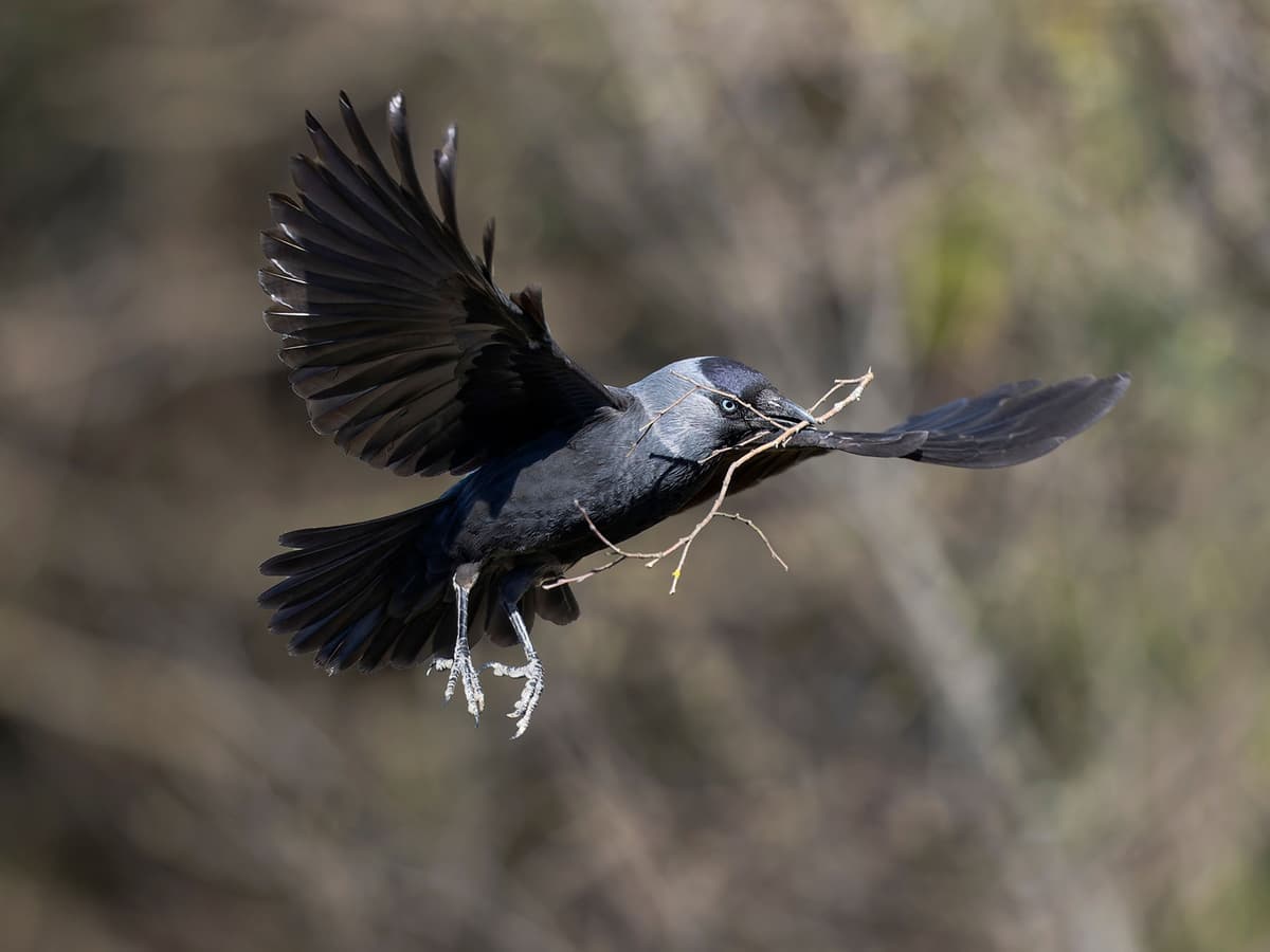 Jackdaw Nesting (Behaviour, Eggs + Location) | Birdfact