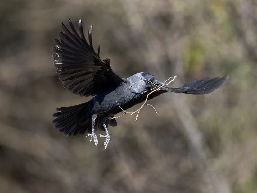 Jackdaw Nesting (Behaviour, Eggs + Location) | Birdfact
