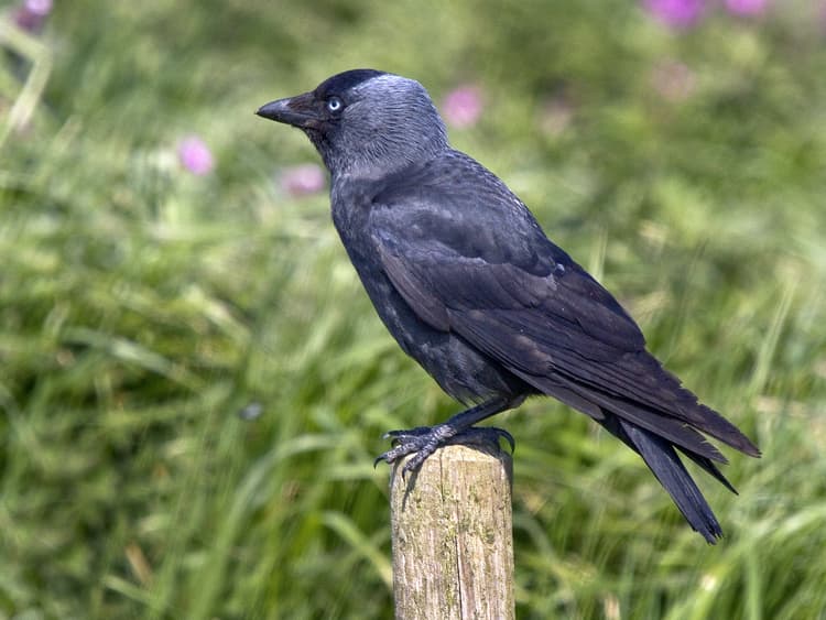 Jackdaw | Birdfact