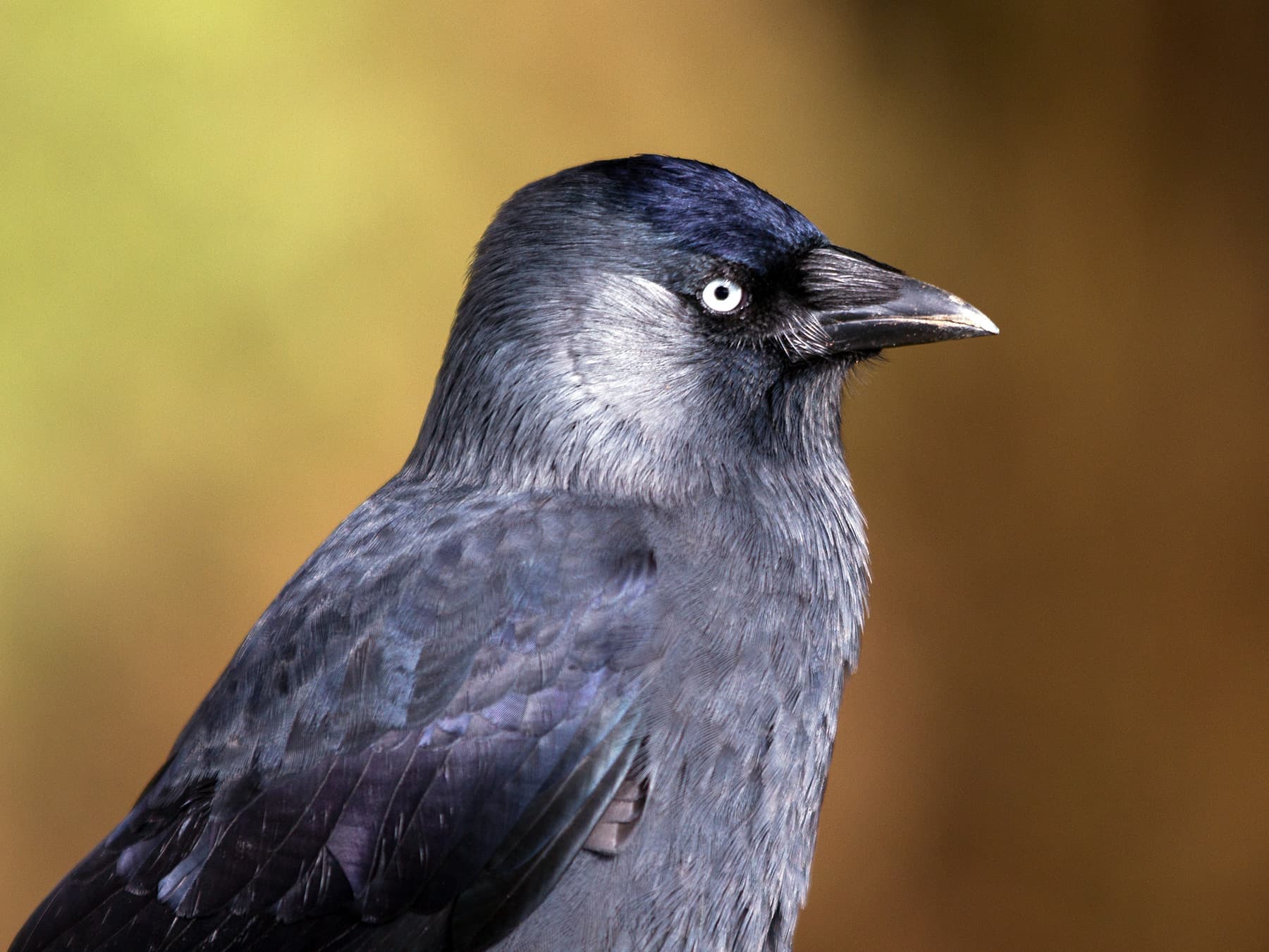 Jackdaw | Birdfact