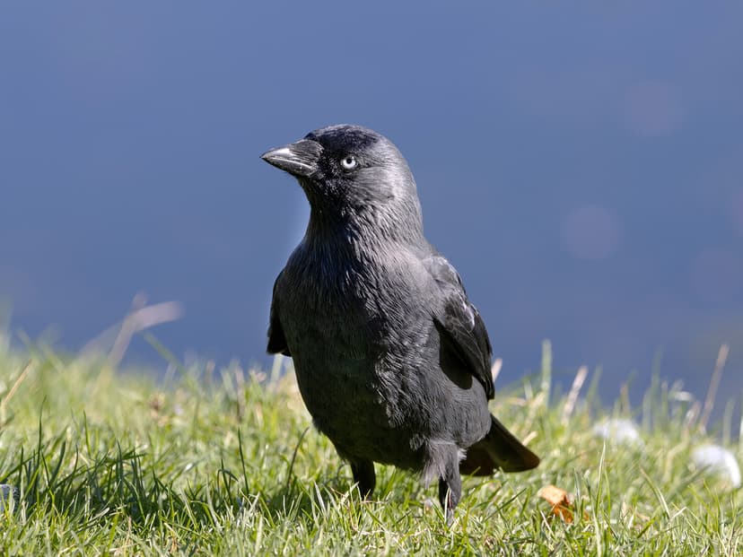 Jackdaw | Birdfact