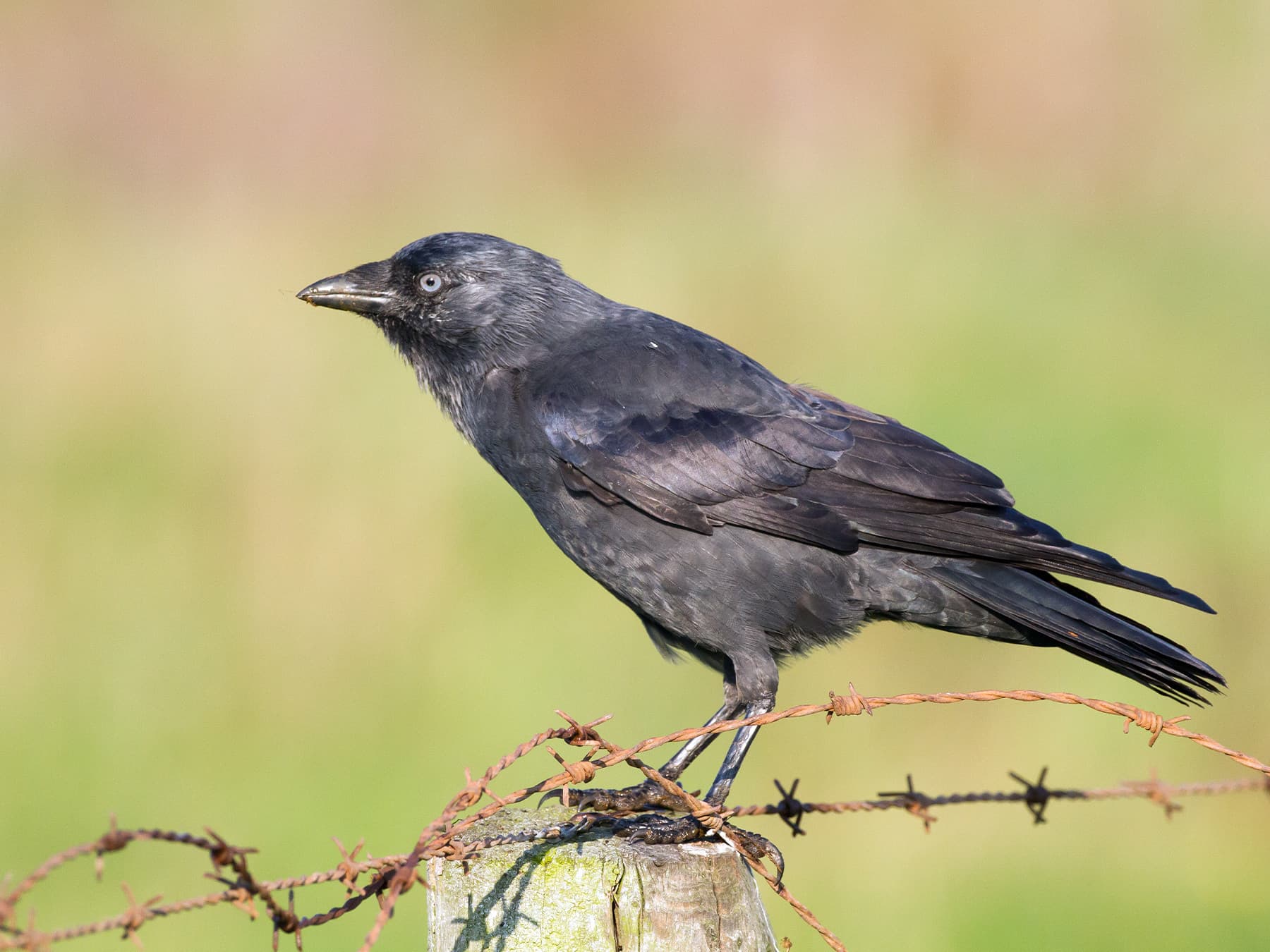 Jackdaw | Birdfact