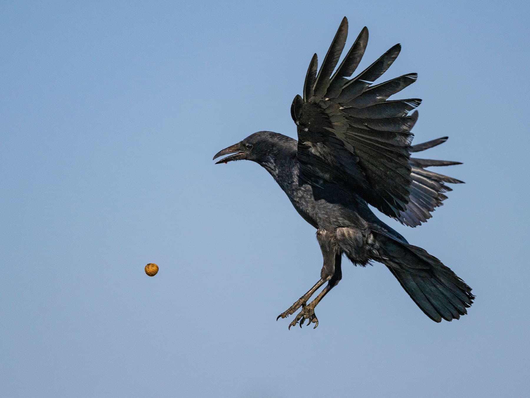 Crows: What They Eat and How They Find Their Food | Birdfact