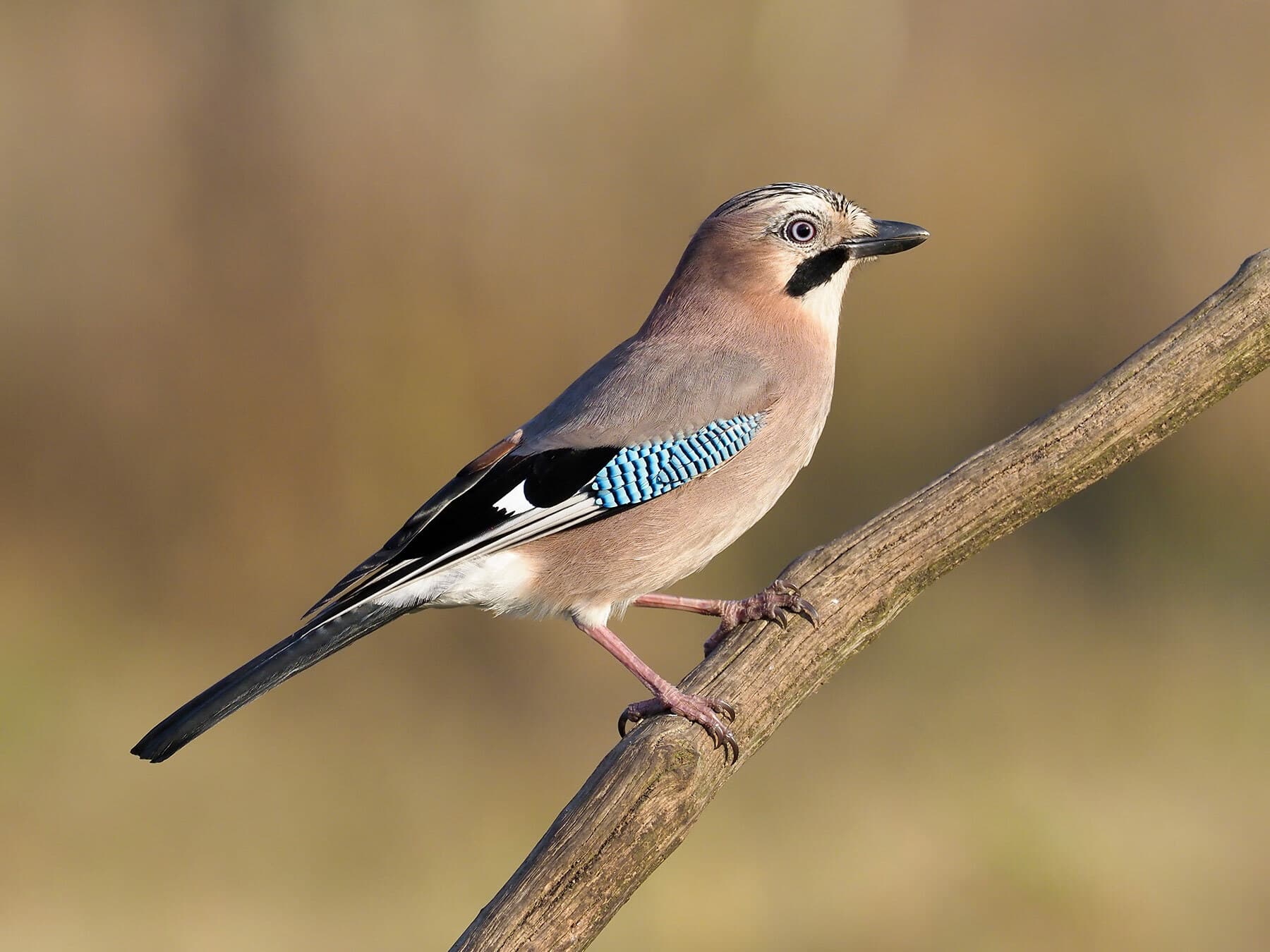 Eurasian Jay | Birdfact