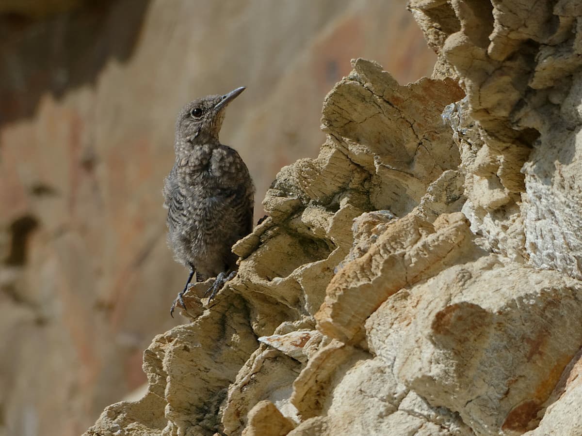 Blue Rock-thrush | Birdfact