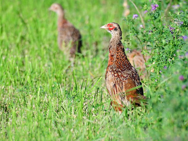 How Long Do Pheasants Live? (Complete Guide) | Birdfact