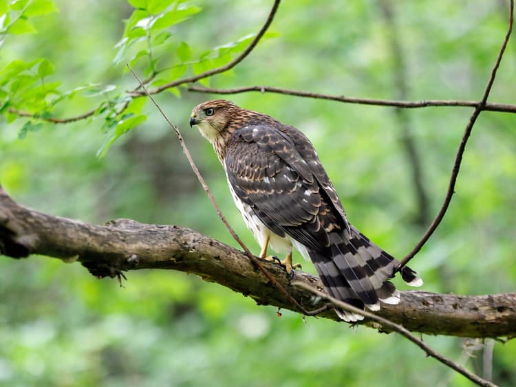 Cooper's Hawk Nesting (All You Need To Know) | Birdfact