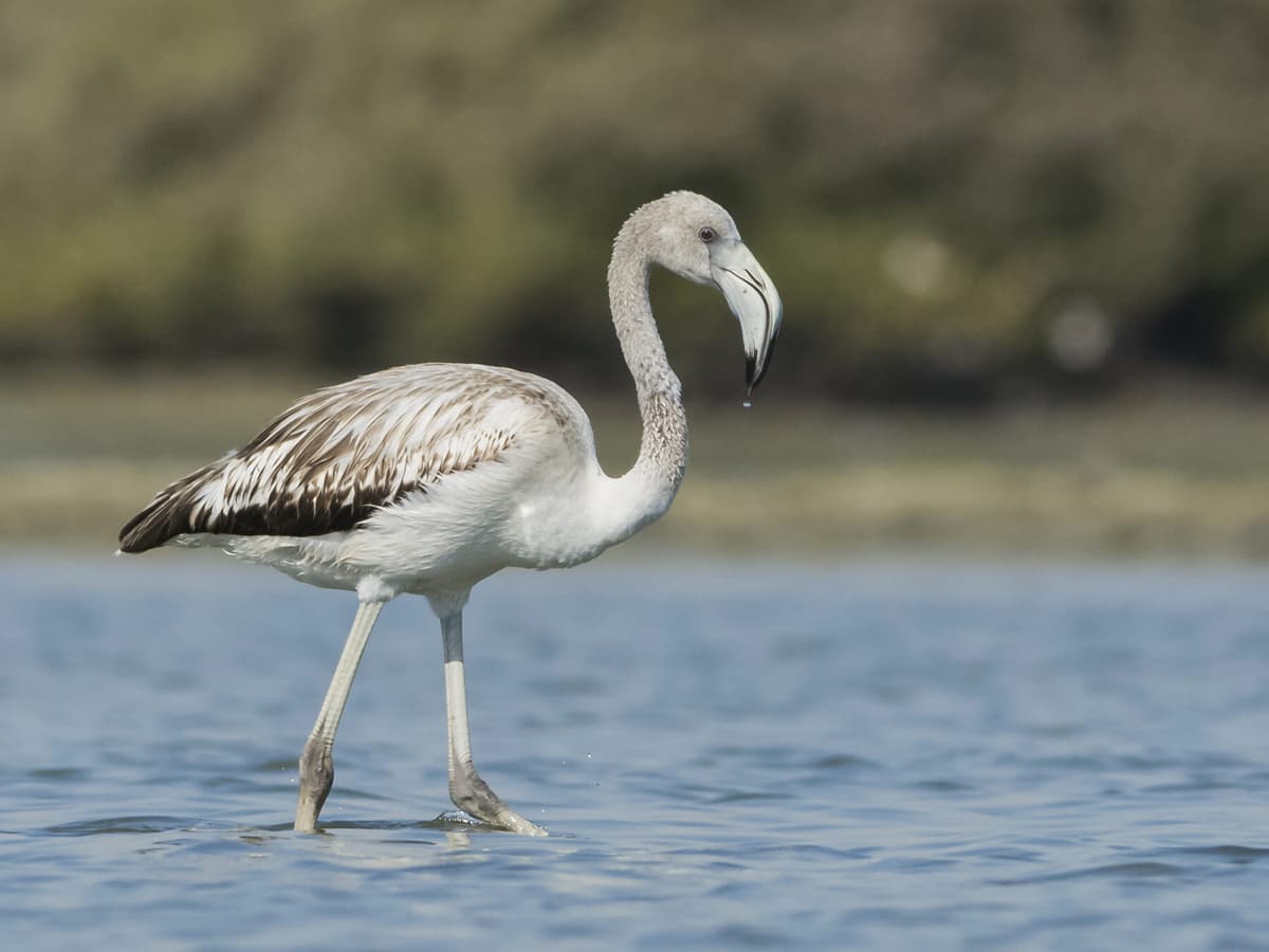 Baby Flamingos: Everything You Need To Know (with Pictures) | Birdfact