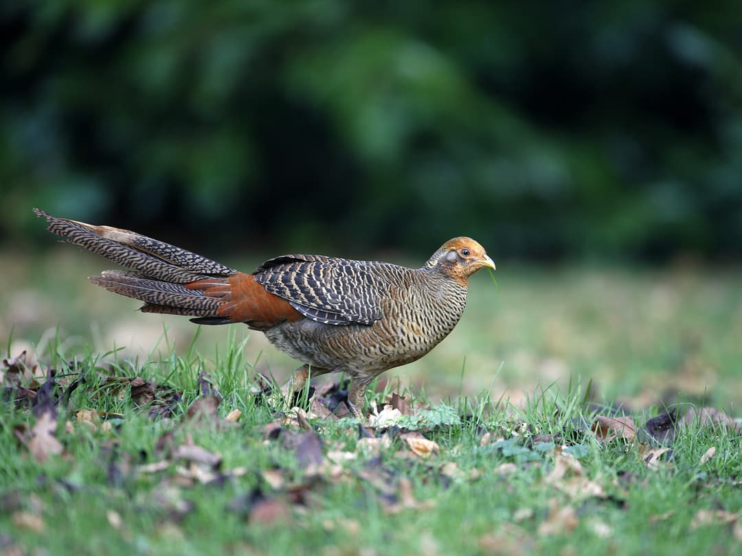 Golden Pheasant | Birdfact