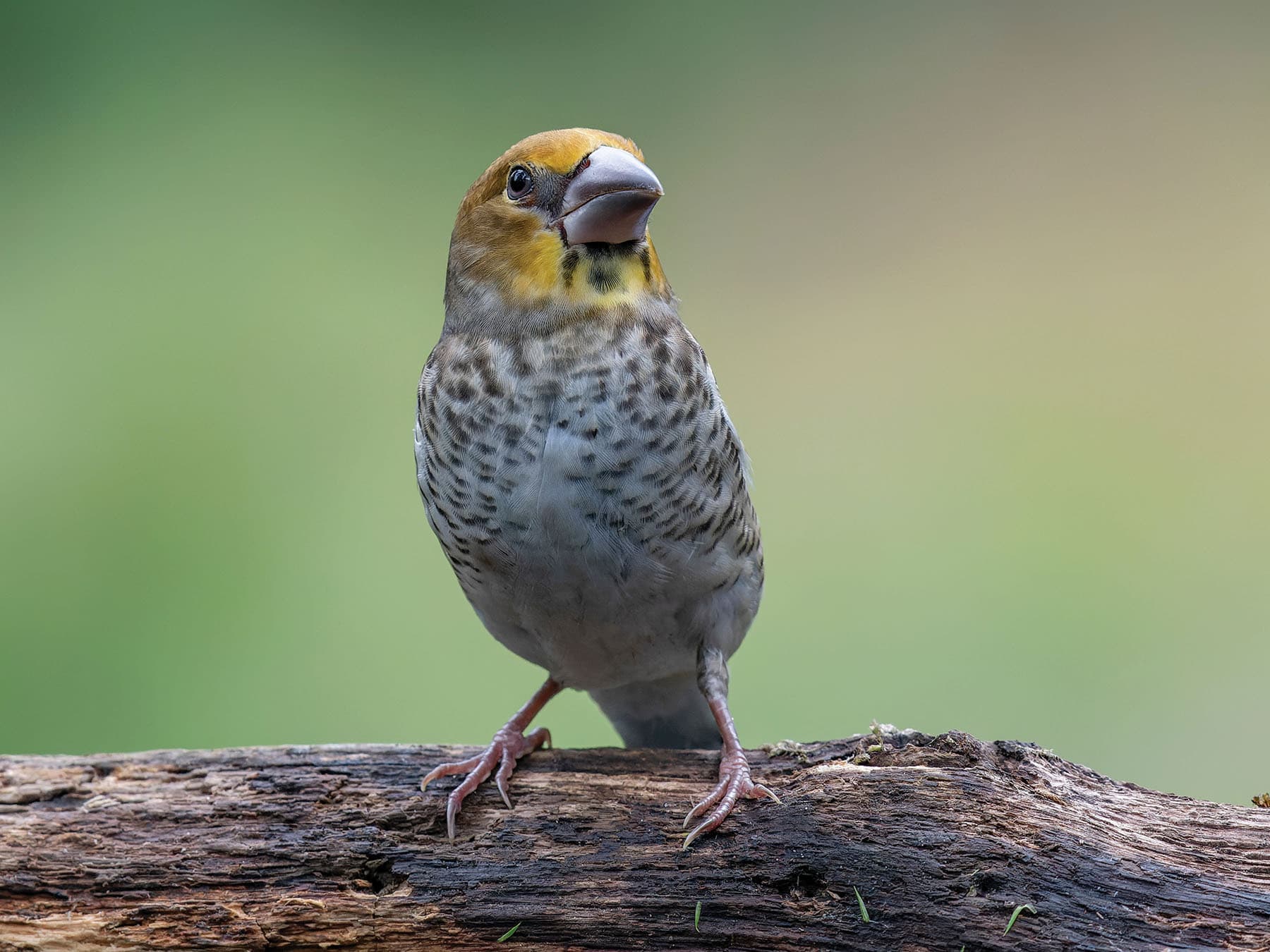Hawfinch | Birdfact