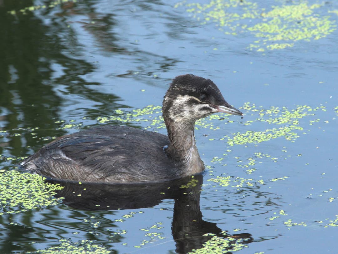 Horned Grebe | Birdfact