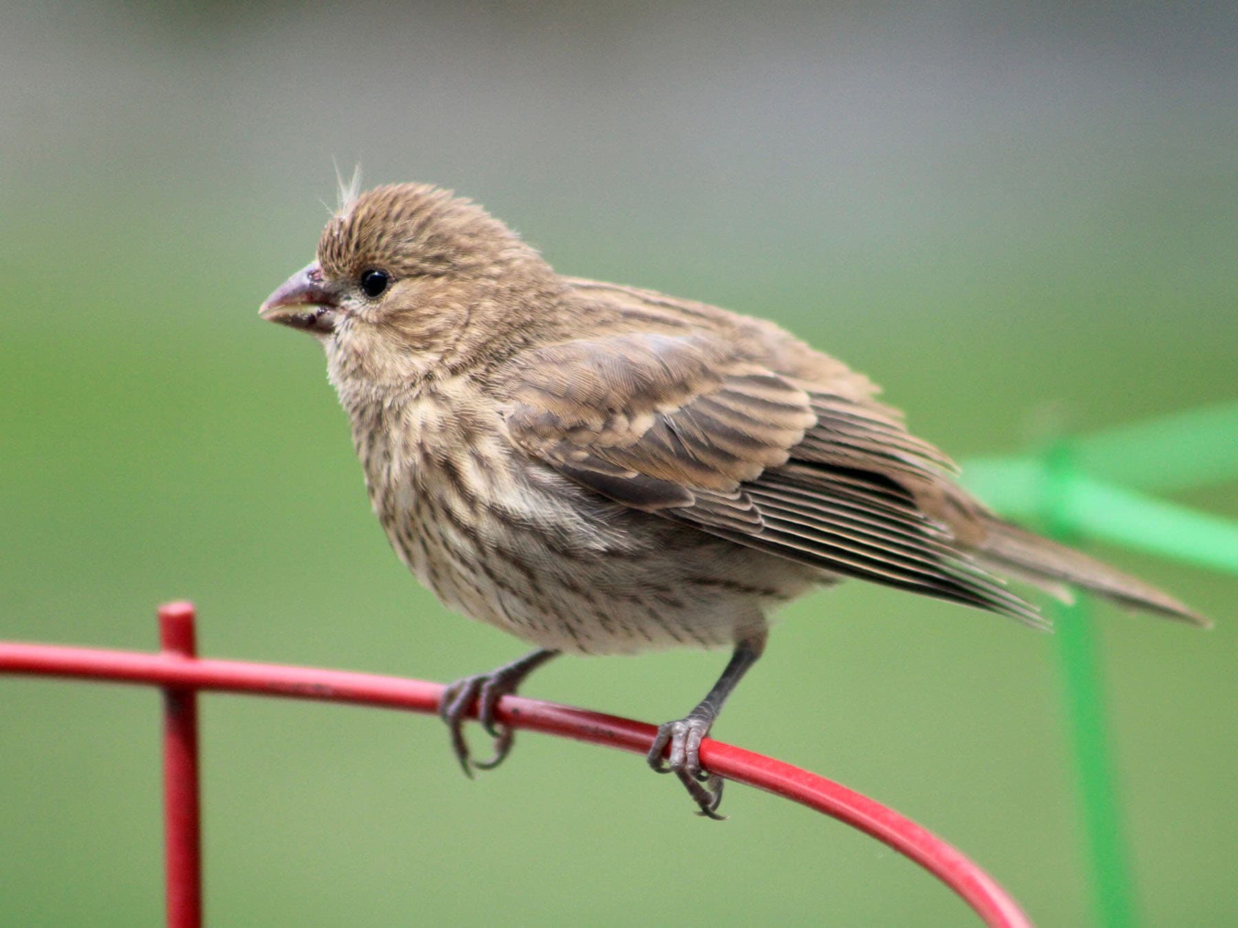 House Finch | Birdfact