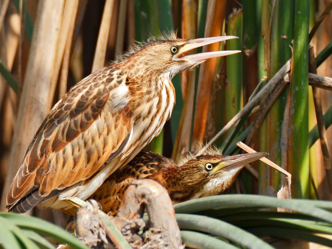 Little Bittern | Birdfact