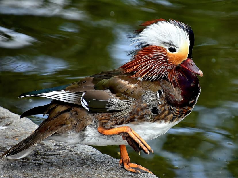 Baby Ducks (Ducklings): Complete Guide with Pictures | Birdfact