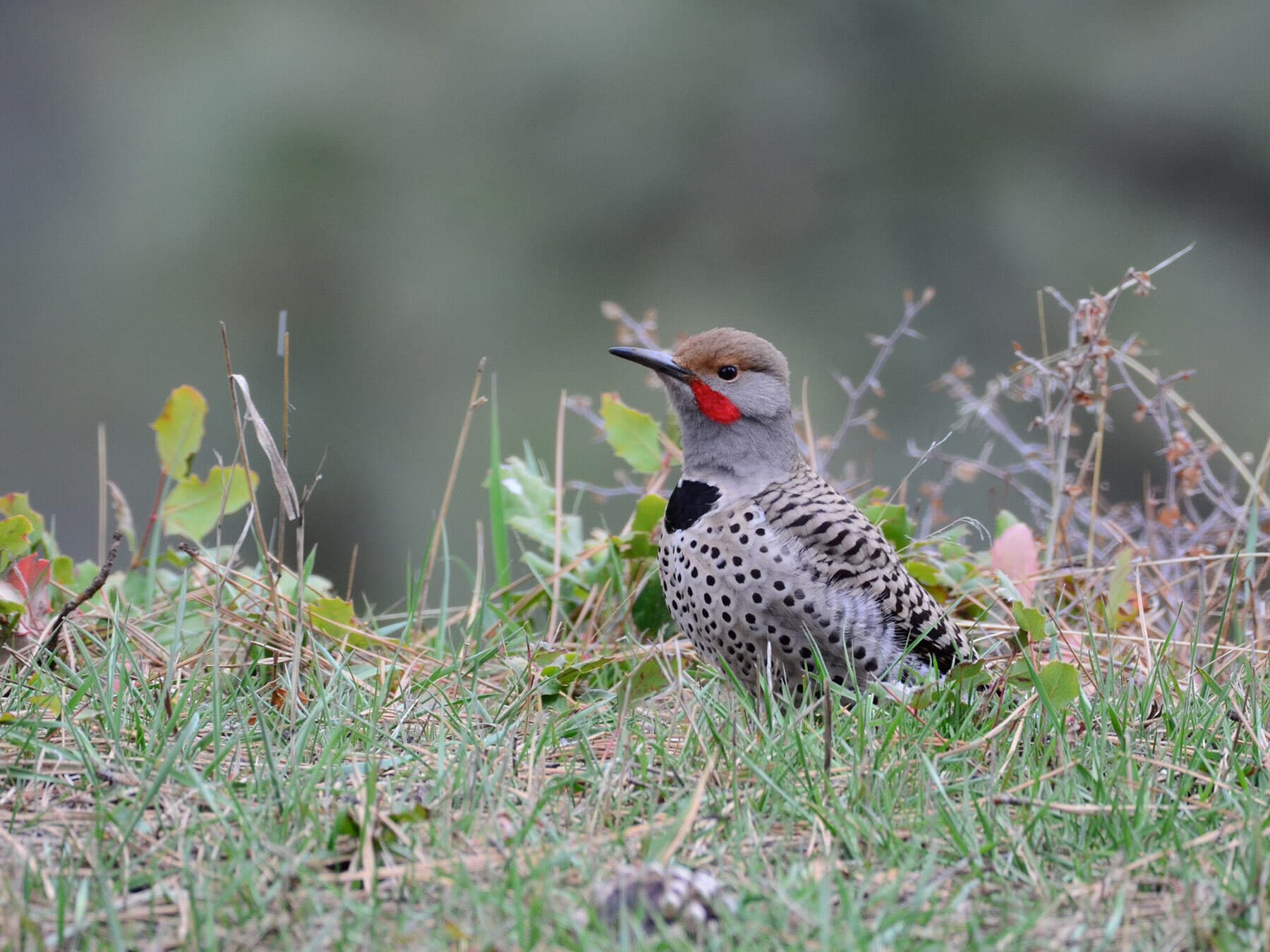 Juvenile Northern Flickers (Identification Guide with Pictures) | Birdfact