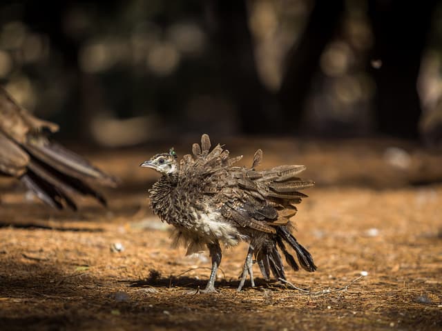 Baby Peacocks: All You Need To Know (with Pictures) | Birdfact