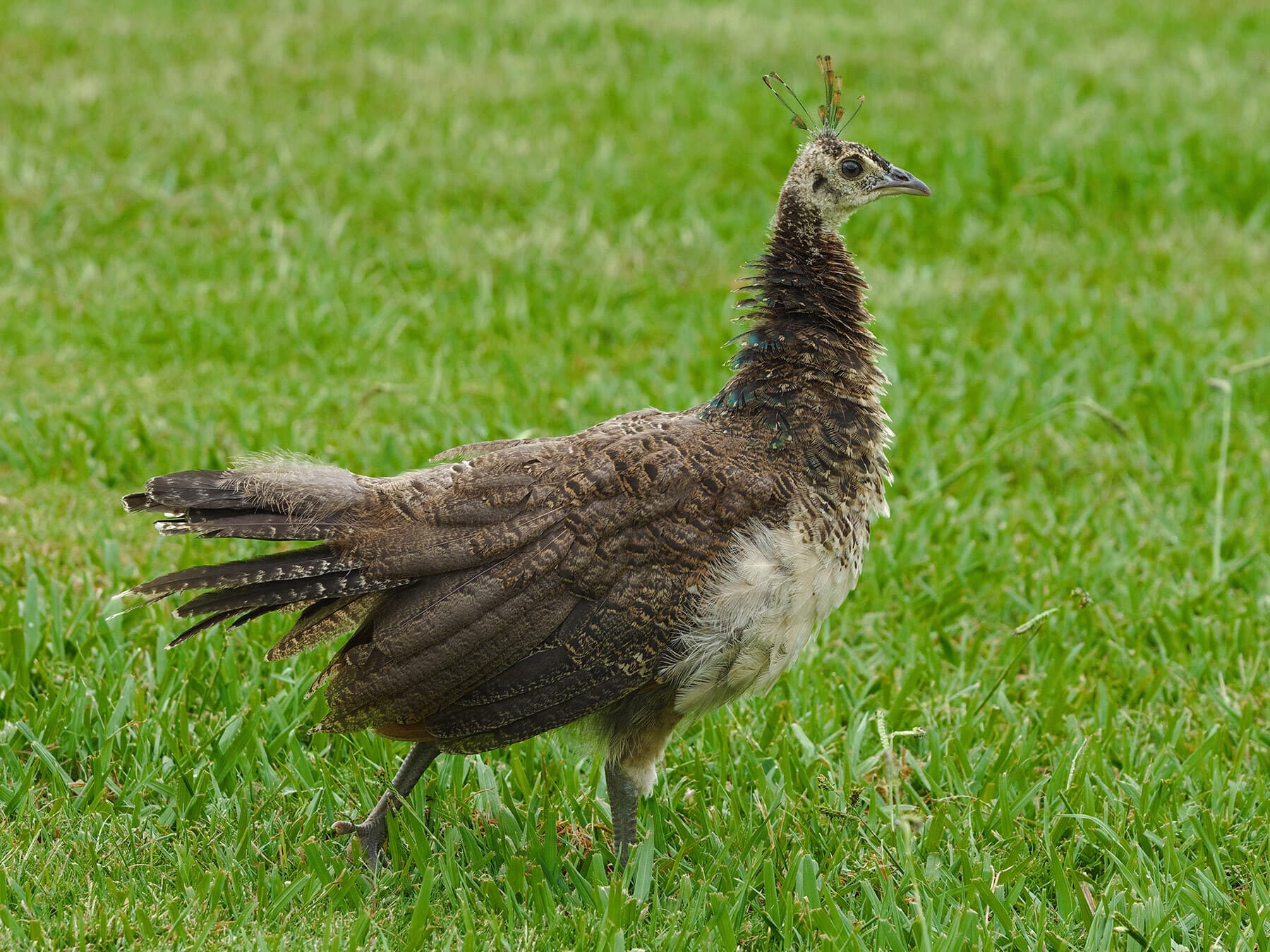 How Long Do Peacocks Live? (Peacock Lifespan) | Birdfact
