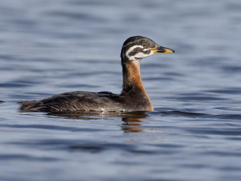 Red-necked Grebe | Birdfact