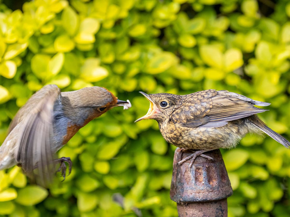 The Life of Baby Robins: From Hatchlings to Fledglings | Birdfact