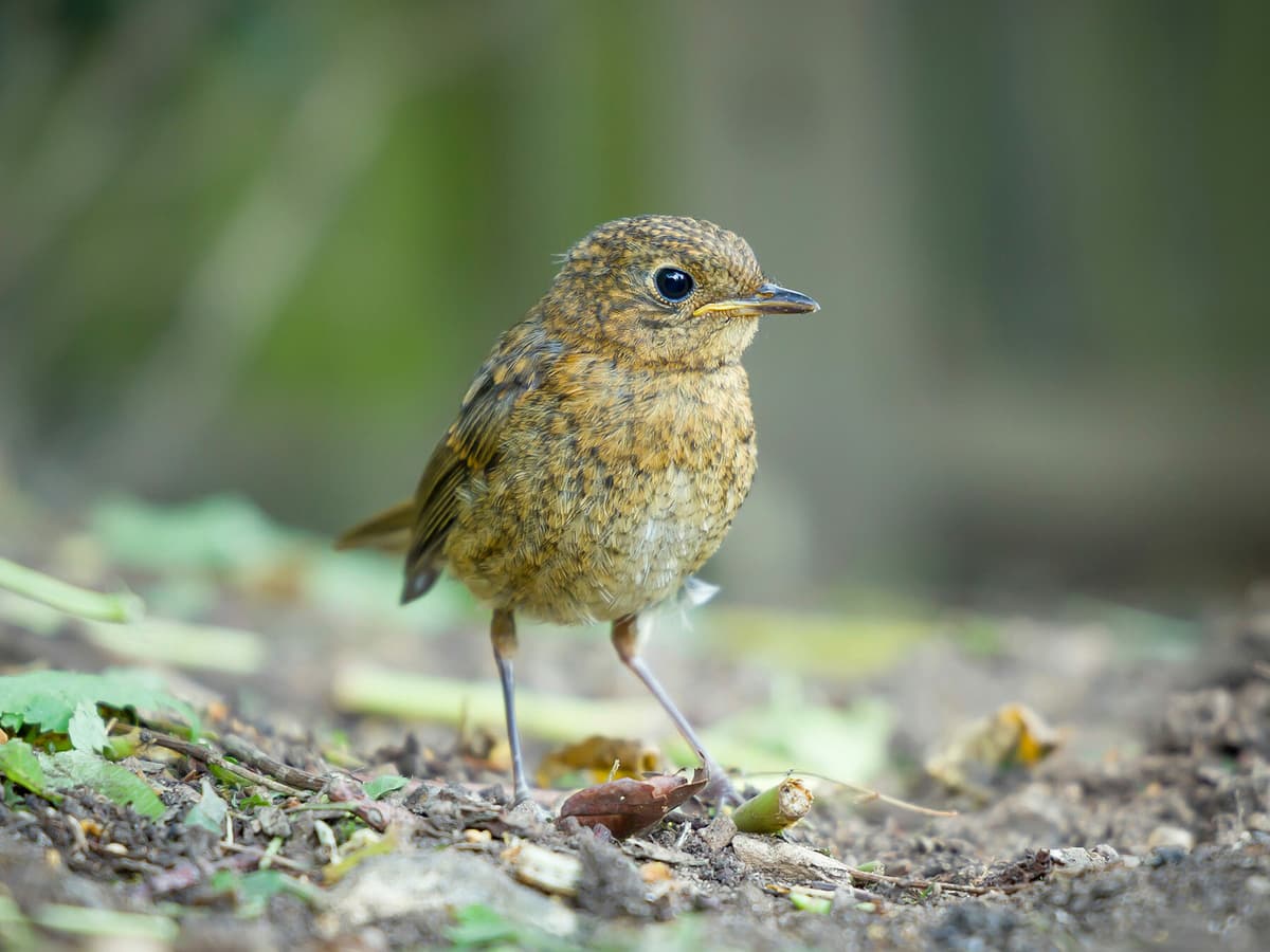 The Life of Baby Robins: From Hatchlings to Fledglings | Birdfact