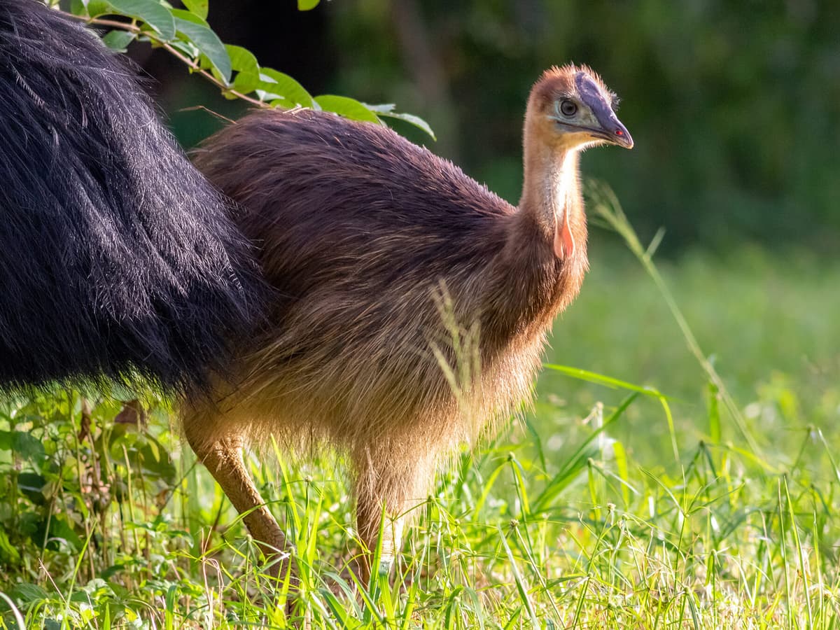 Baby Cassowaries: All You Need To Know (with Pictures) | Birdfact