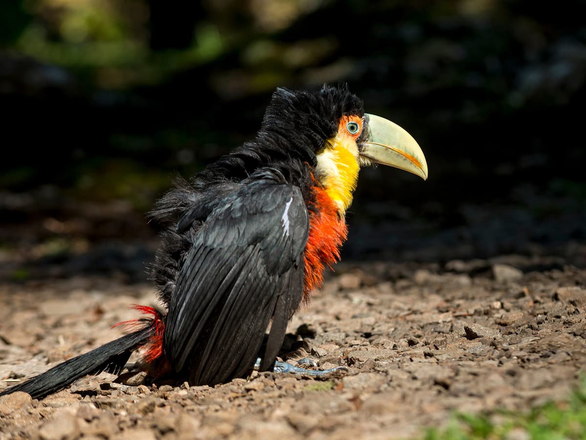 Baby Toucans: All You Need to Know (with Pictures) | Birdfact