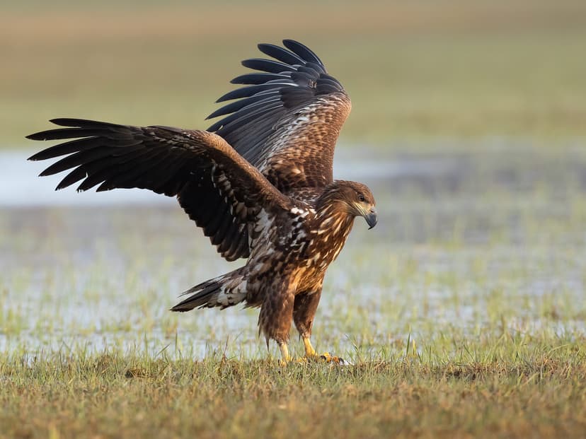Baby Eagles: All You Need To Know (with Pictures) | Birdfact