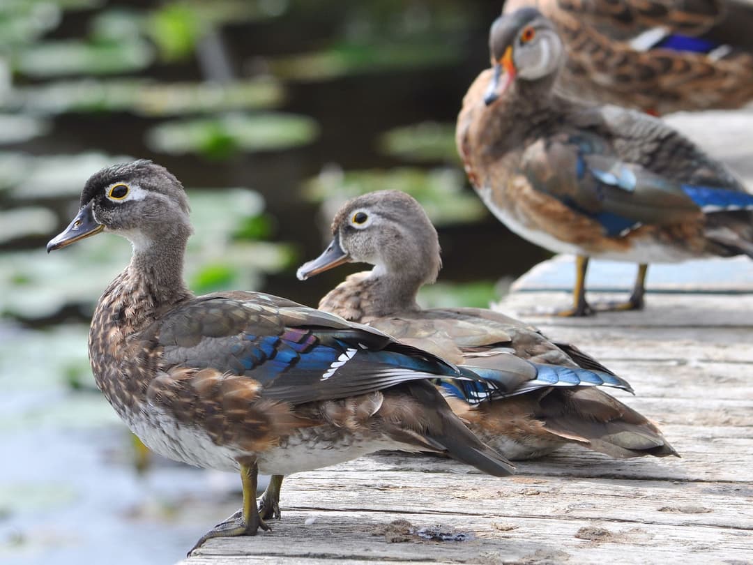 Juvenile Wood Ducks (Identification with Pictures) | Birdfact