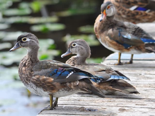 Juvenile Wood Ducks (Identification with Pictures) | Birdfact