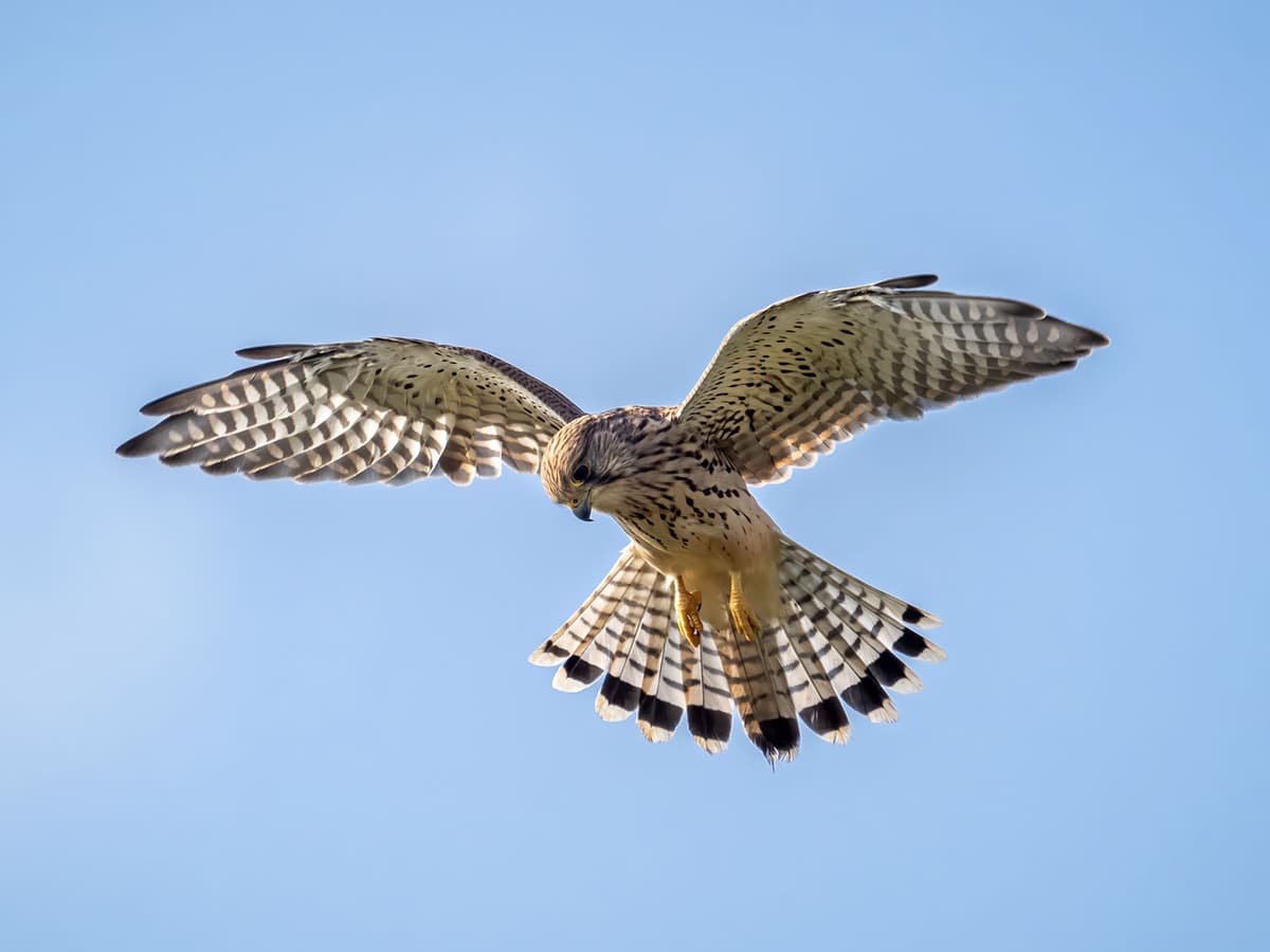 wings and flight | Birdfact