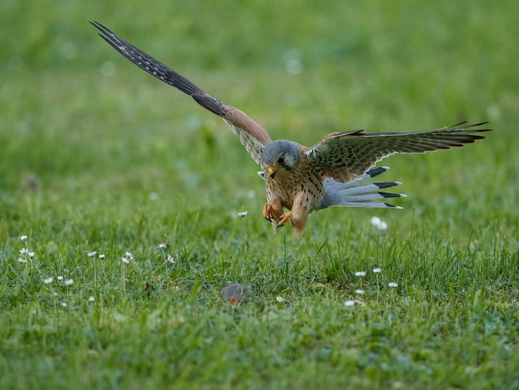 What Do Kestrels Eat? (All You Need To Know) | Birdfact