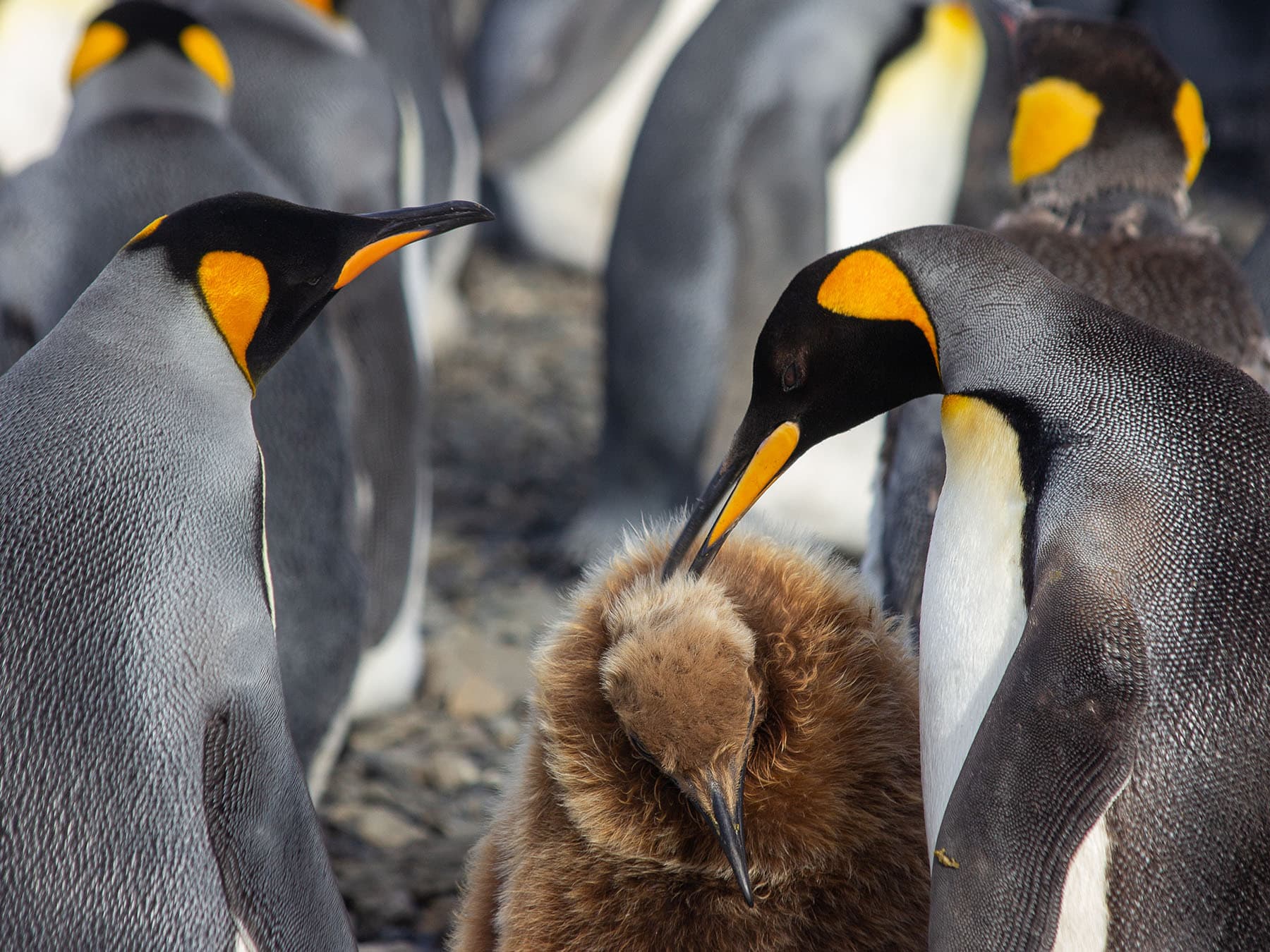 King Penguin | Birdfact