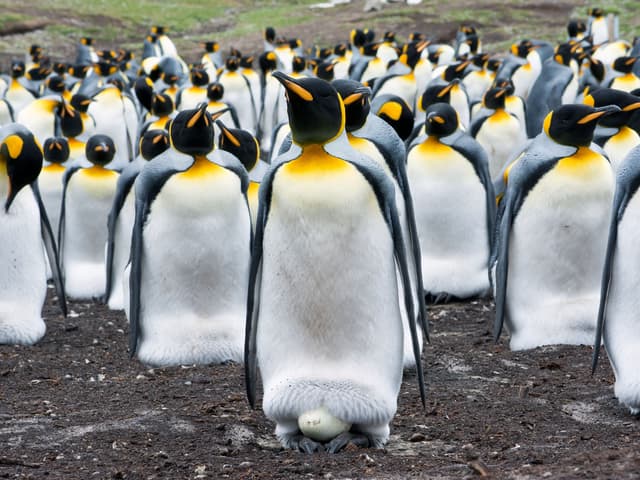 different types of feet and their functions | Birdfact