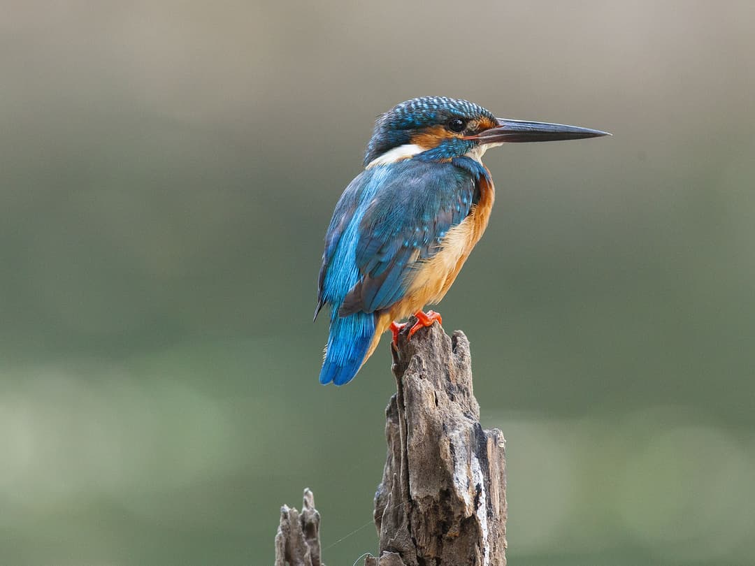 Common Kingfisher | Birdfact
