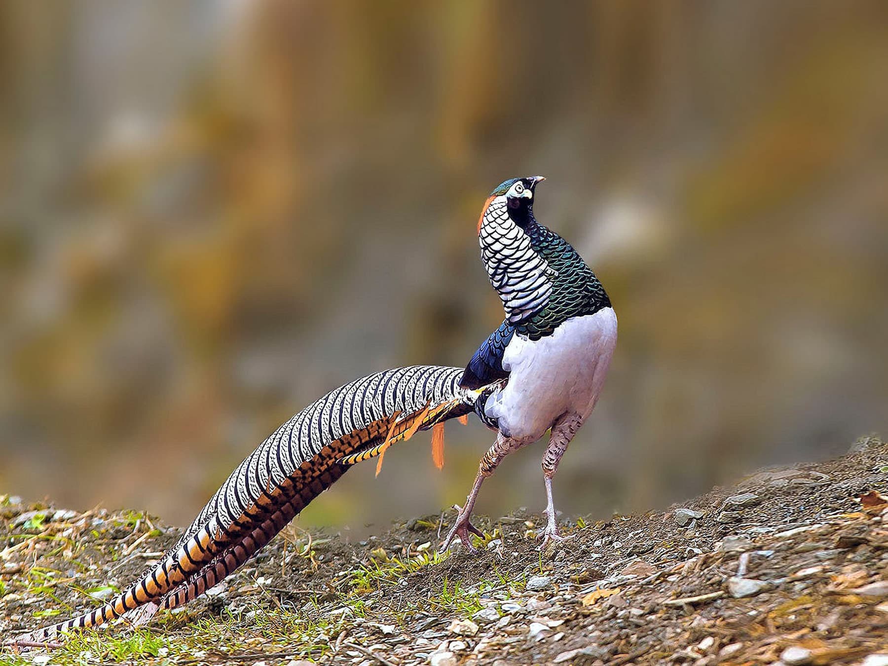 Grouse or Pheasant? A Comprehensive Comparison Guide | Birdfact