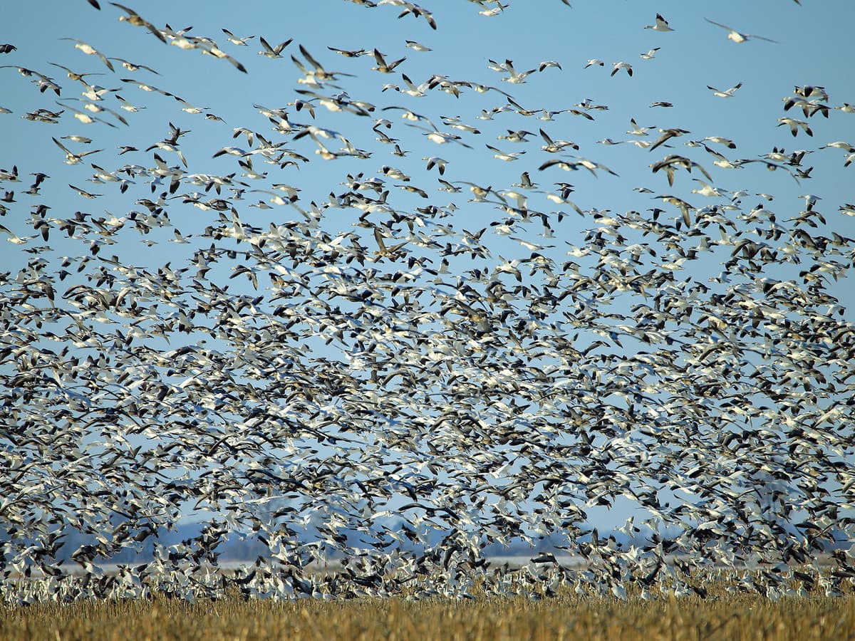 Snow Geese Migration: A Complete Guide | Birdfact