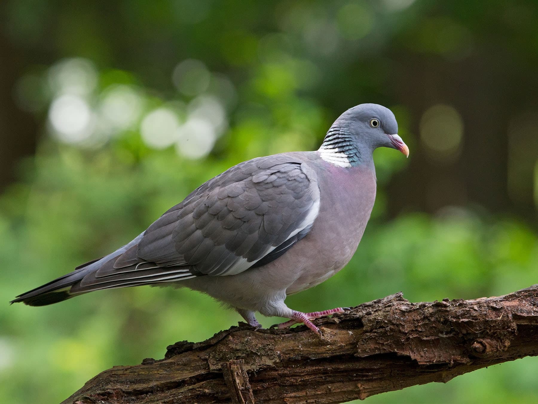 23 Common Garden Birds in the UK (Full Guide with Pictures) | Birdfact