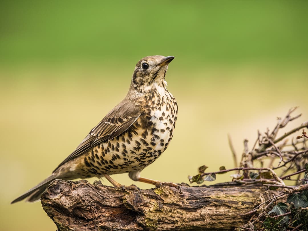 Thrushes In The UK (Complete Guide with Pictures) | Birdfact