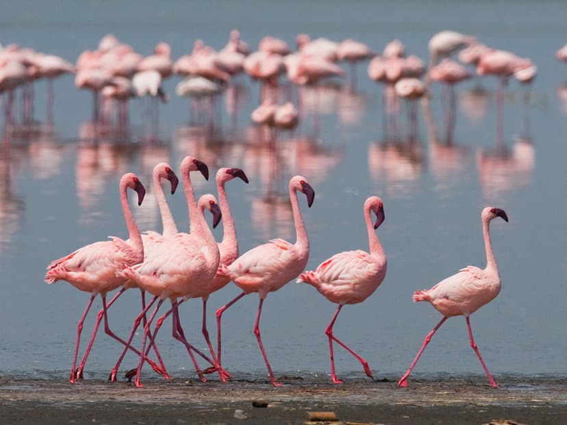 Where Do Flamingos Live? (Habitat, Range + Distribution) | Birdfact