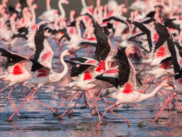 Flamingo Migration: All About The Great Pink Voyage | Birdfact