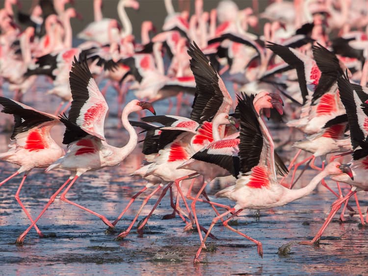 Flamingo Migration: All About The Great Pink Voyage | Birdfact