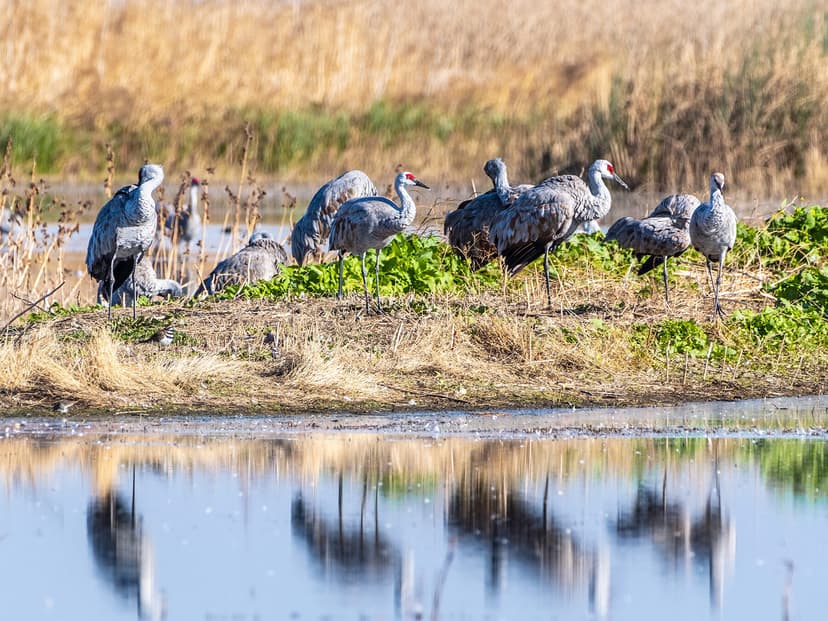What Is A Group Of Cranes Called? (Complete Guide) | Birdfact