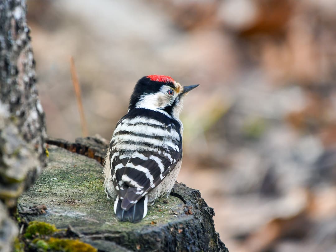 Lesser Spotted Woodpecker | Birdfact