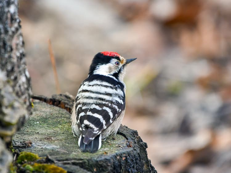 Lesser Spotted Woodpecker | Birdfact