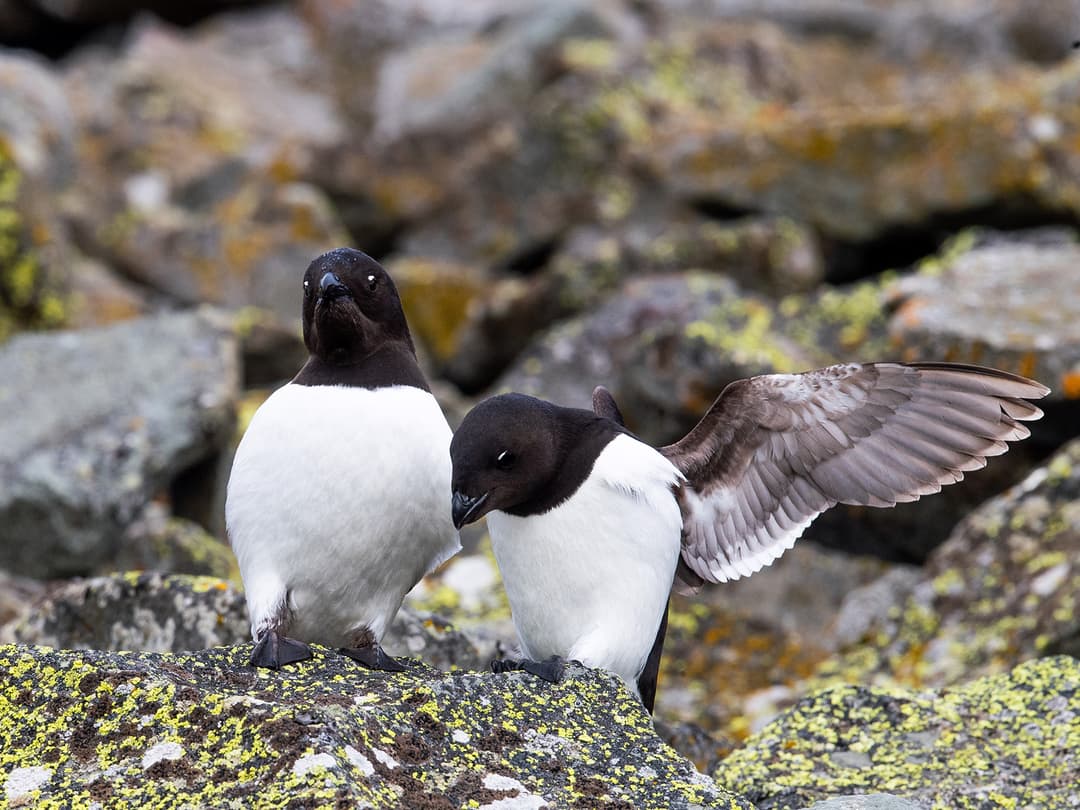 Little Auk | Birdfact