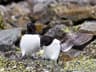 Little Auk | Birdfact