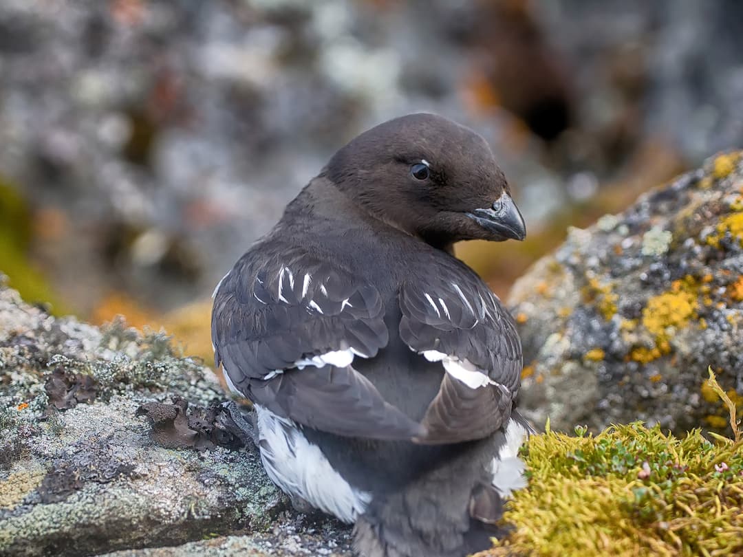 Little Auk | Birdfact