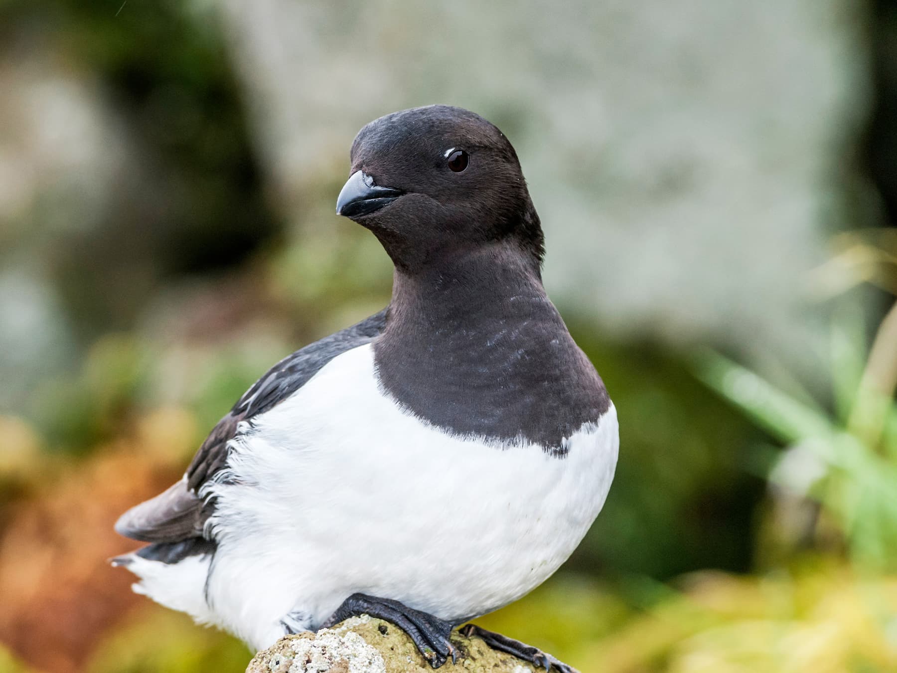 Little Auk | Birdfact